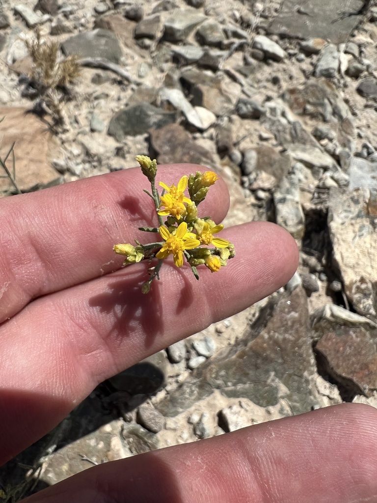 Asteroideae from Price, UT, US on August 20, 2022 at 01:26 PM by ...