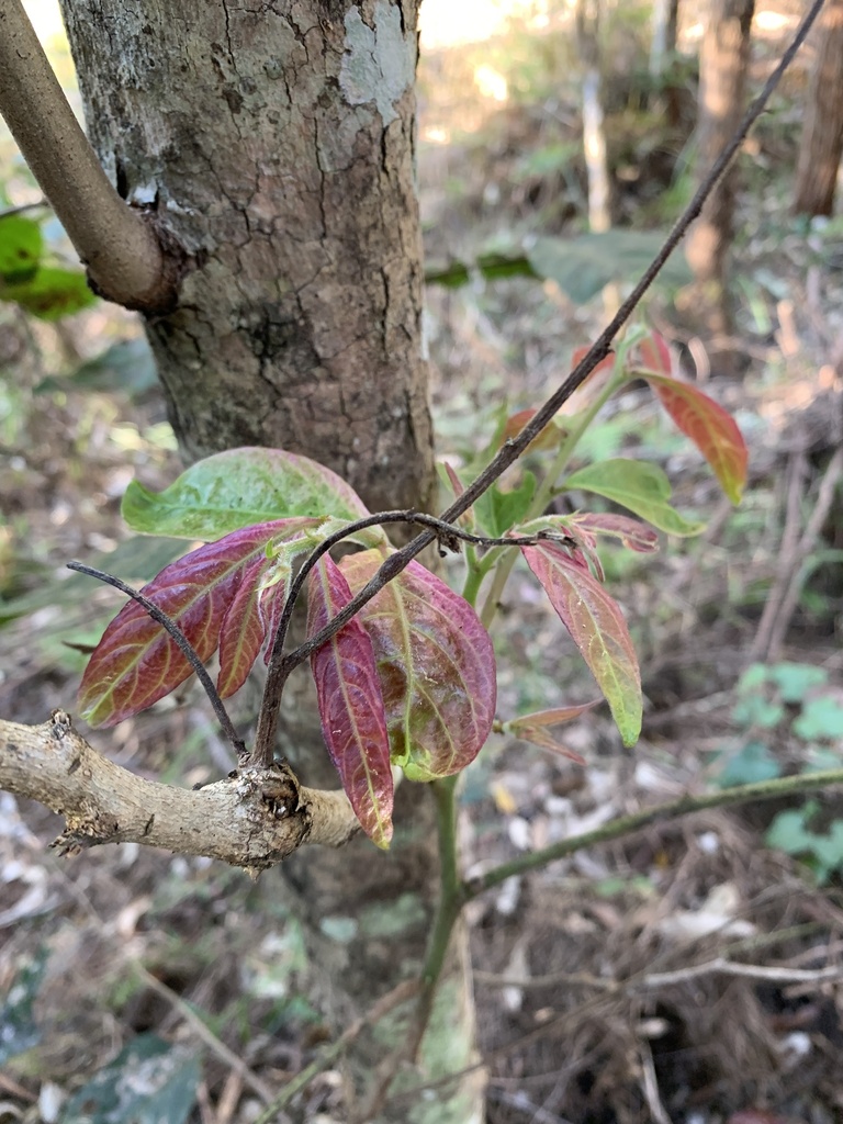 Something from Mount Mellum, QLD, AU on August 19, 2022 at 03:23 PM by ...