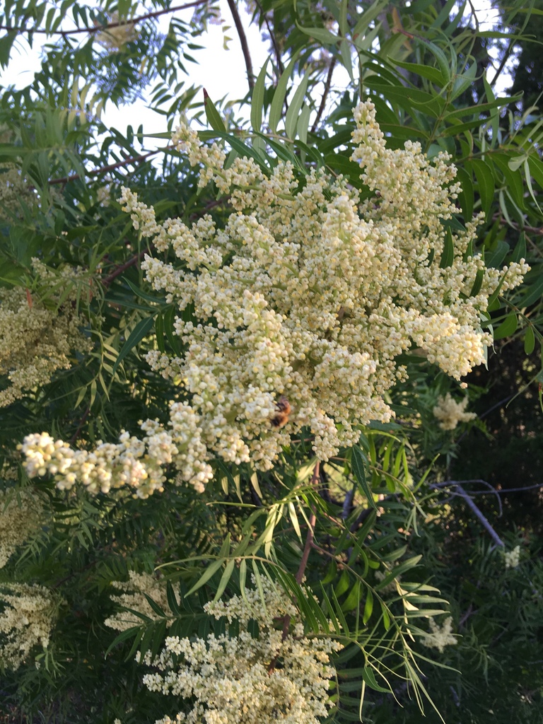Prairie flameleaf sumac from 6800 Covered Bridge Dr, Austin, TX, US on ...