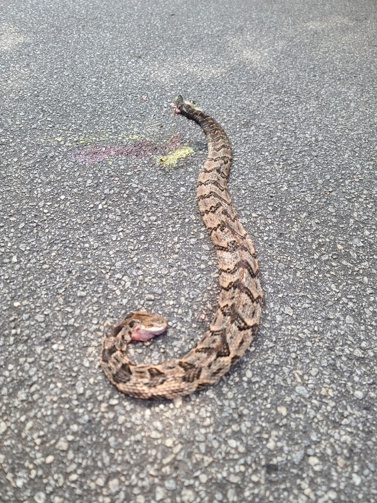 Timber Rattlesnake from Clarks Hill, SC 29821, USA on August 20, 2022 ...
