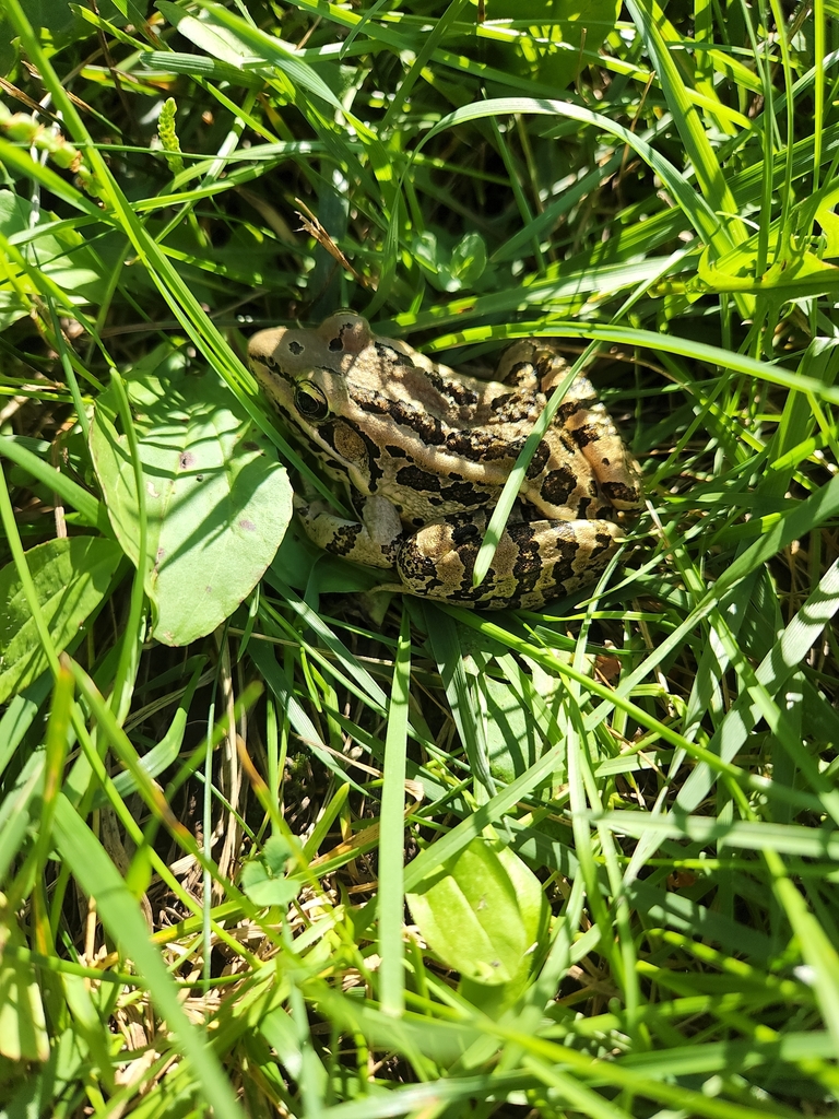 Pickerel Frog from College Park on August 20, 2022 at 04:37 PM by Annie ...