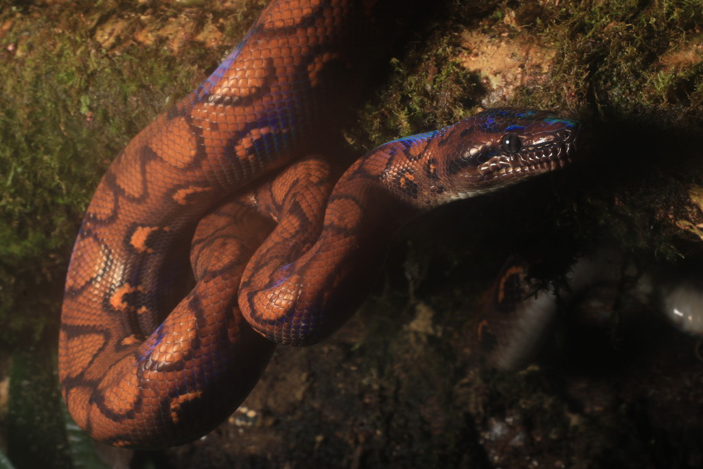 Western Rainbow Boa from Upper Takutu-Upper Essequibo, Guyana on August ...