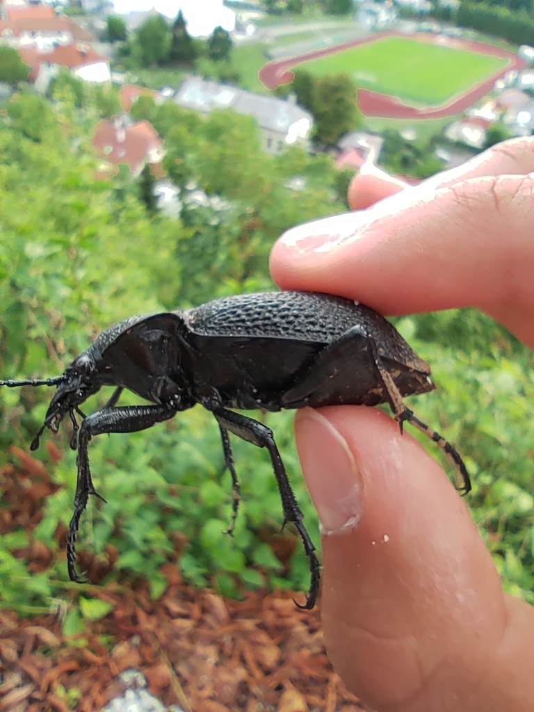 Carabus gigas from 6230 Postojna, Slovenia on August 20, 2022 at 06:50 ...