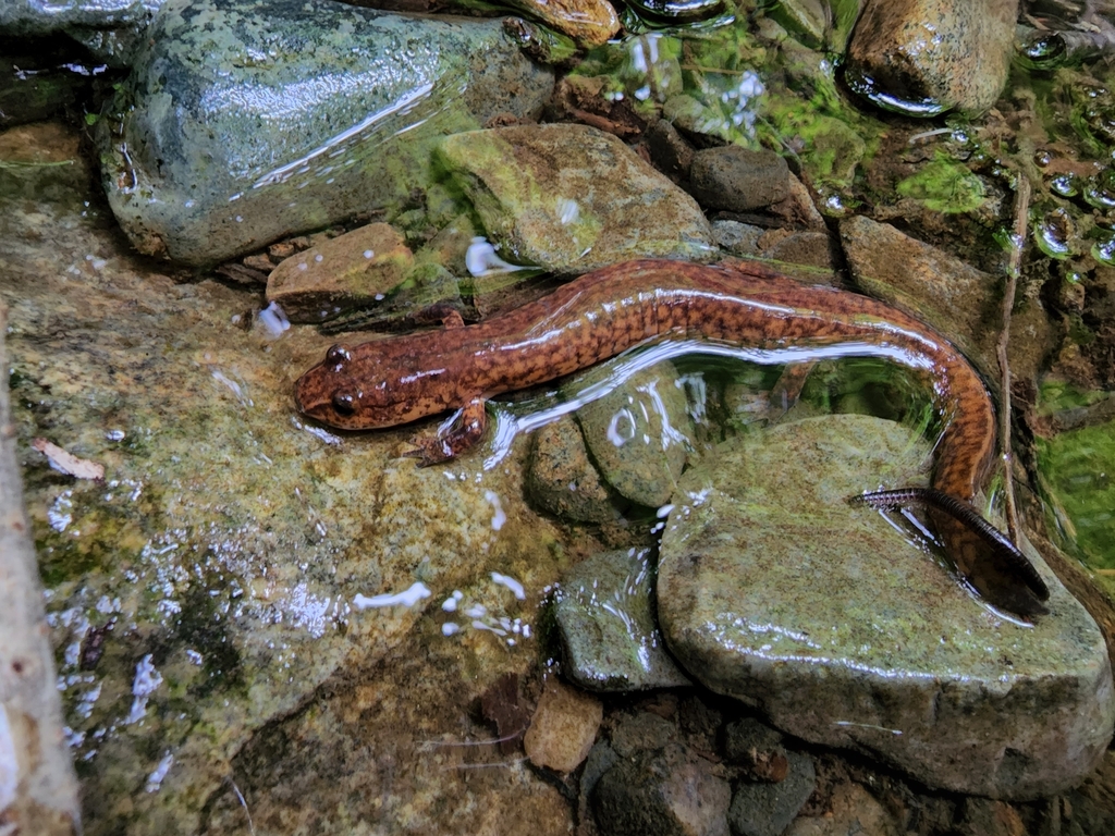 Northern Spring Salamander in August 2022 by Benjamin Griffith ...