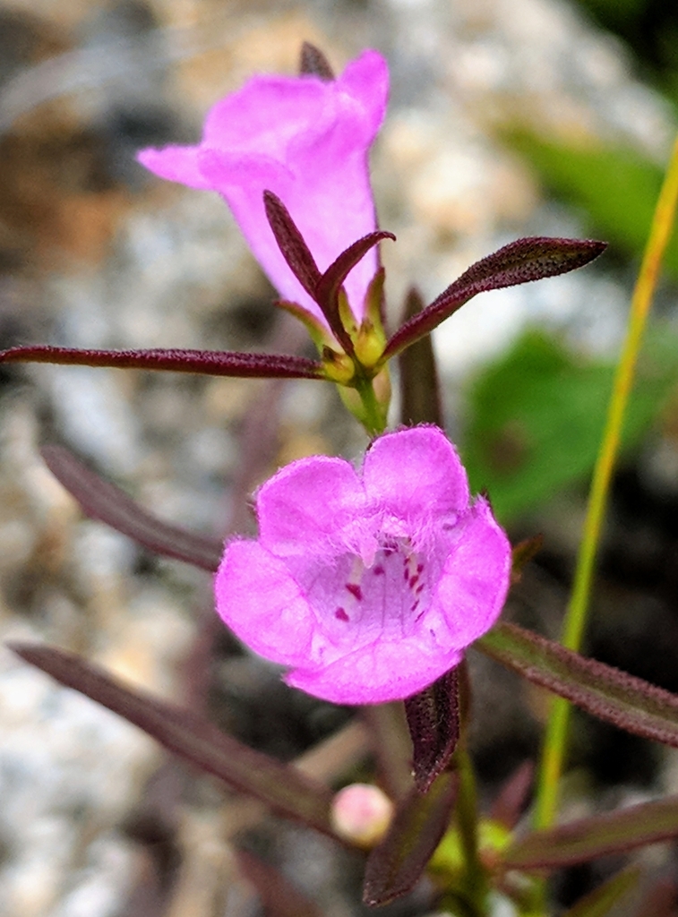 Nova Scotia False Foxglove from West Dover, NS B3Z 3S9, Canada on ...
