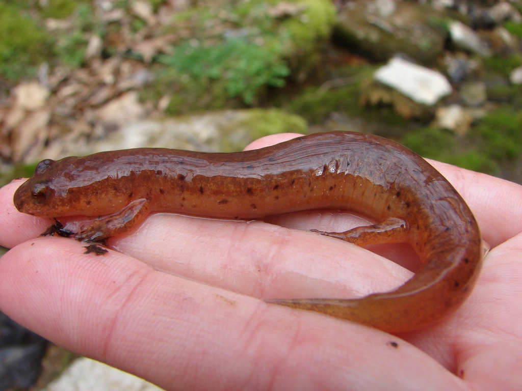 Spring Salamander from Dekalb County, TN, USA on March 20, 2010 at 10: ...
