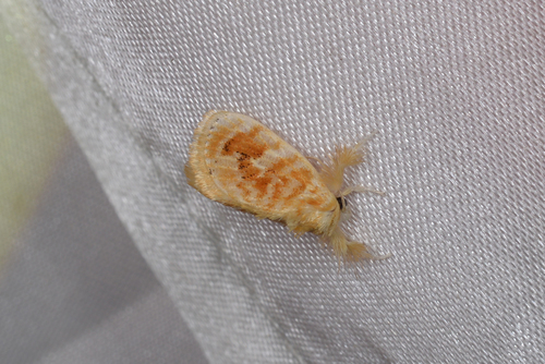 Quasinarosa corusca · iNaturalist