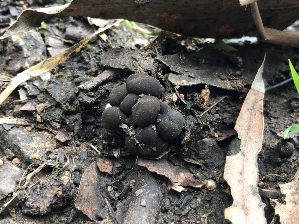 Descolea tenuipes from El Retiro, Quilpué, Valparaíso, CL on August 20 ...