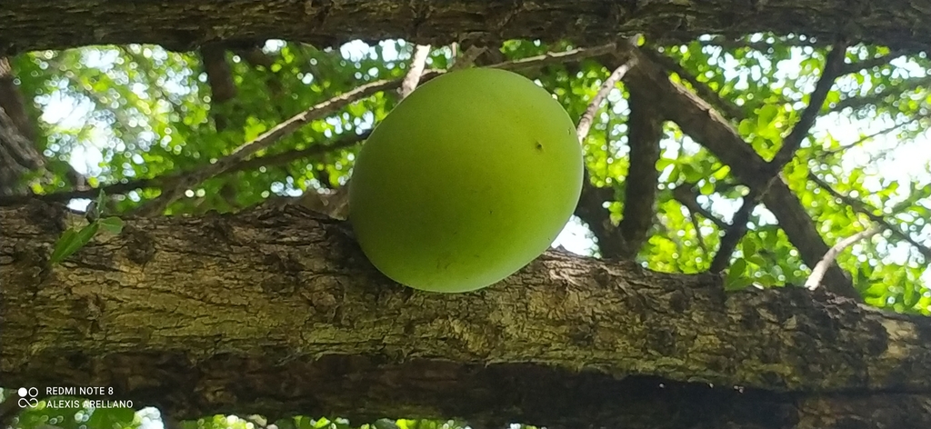 Winged Calabash from 61971 Mich., México on August 4, 2022 at 12:05 PM ...