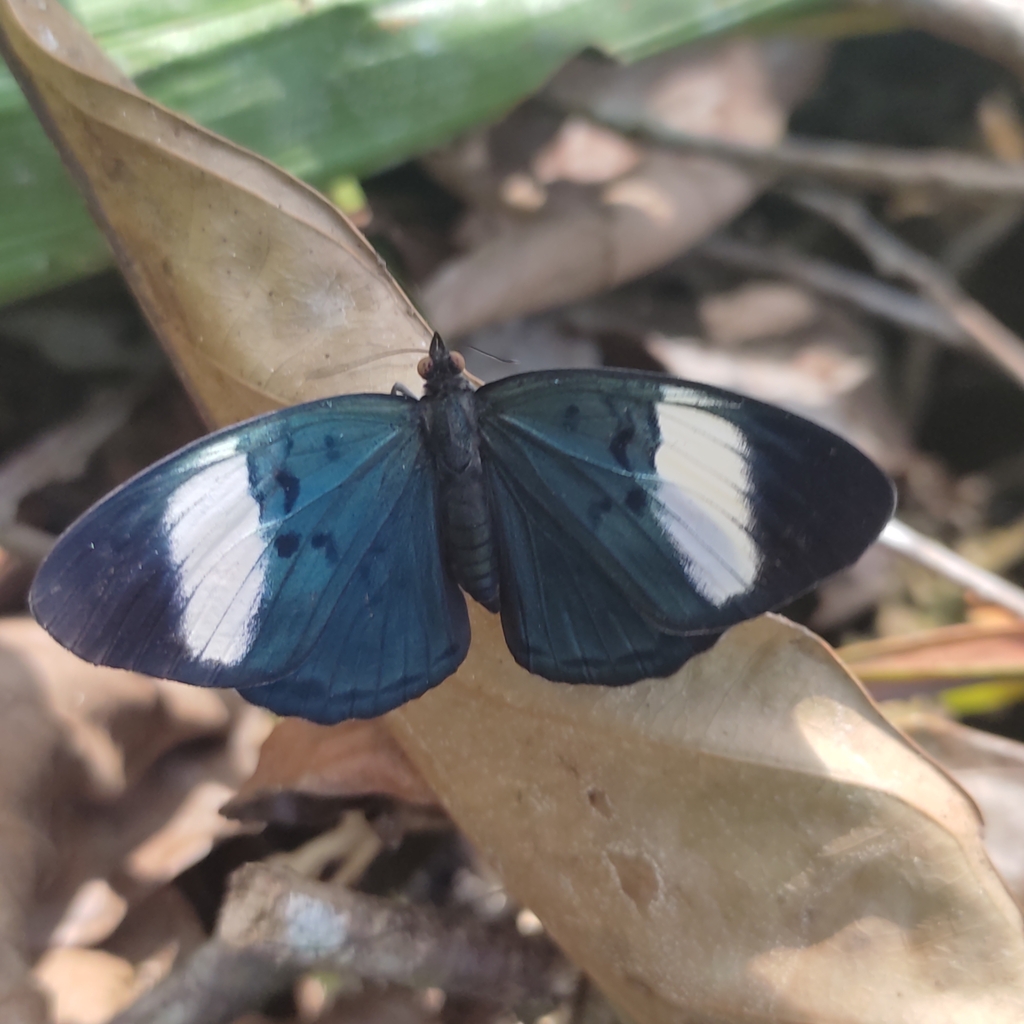 Glorious Purplewing from Putumayo, EC-SU, EC on August 18, 2022 at 09:59 AM by Lisbeth Narvaez ...