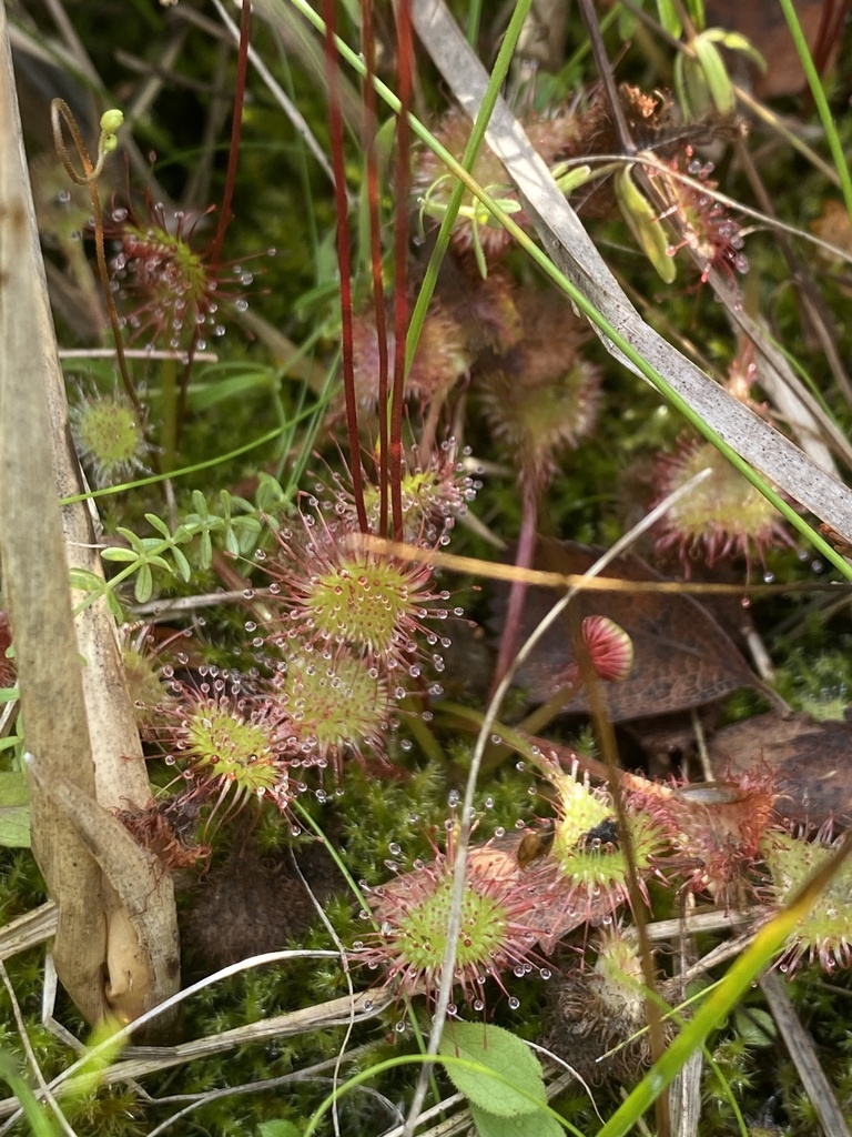 round-leaved sundew in August 2022 by Tessa Aby-Kruger · iNaturalist