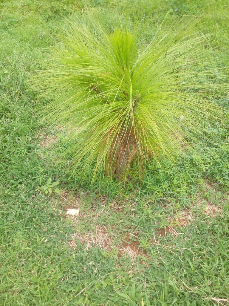 Pinos, ocotes y piñones desde La Mesa de Tototlan el 16 de agosto de ...