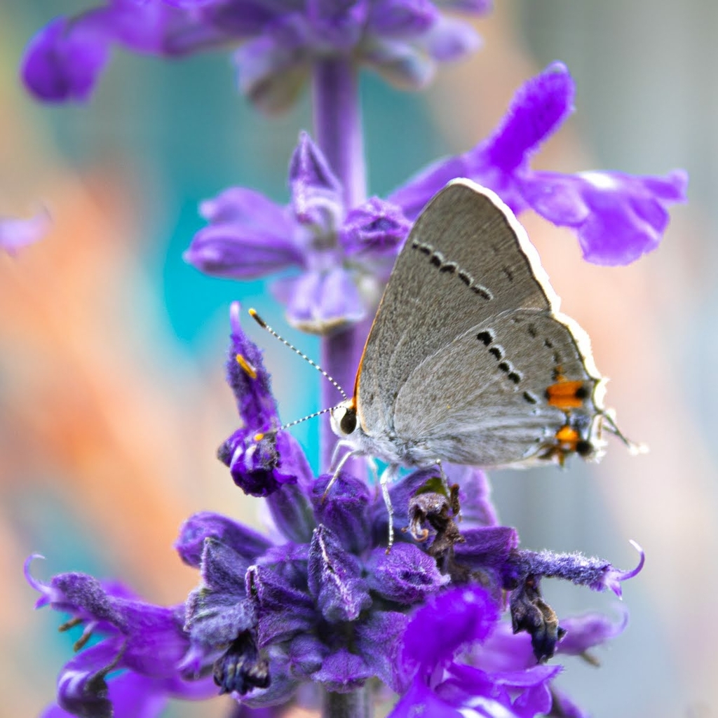 Gray Hairstreak from Caufield, Oregon City, OR 97045, USA on August 20 ...