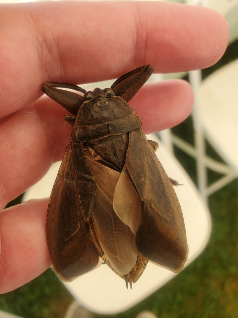 American Giant Water Bug from Wolcott, NY, USA on August 20, 2022 at 09 ...
