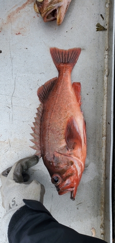 Northern Rockfish (Sebastes polyspinis) · iNaturalist