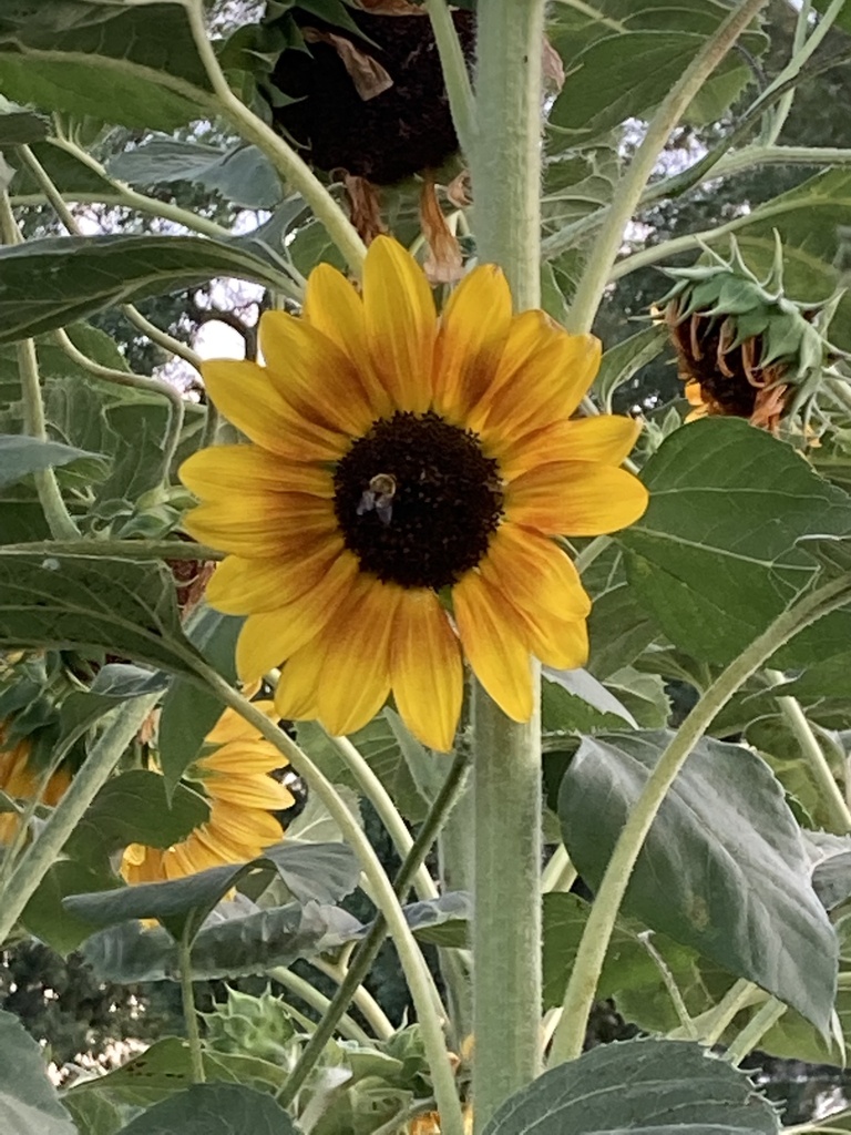Bumble Bees from N Burlington Ave, Hastings, NE, US on August 20, 2022 ...