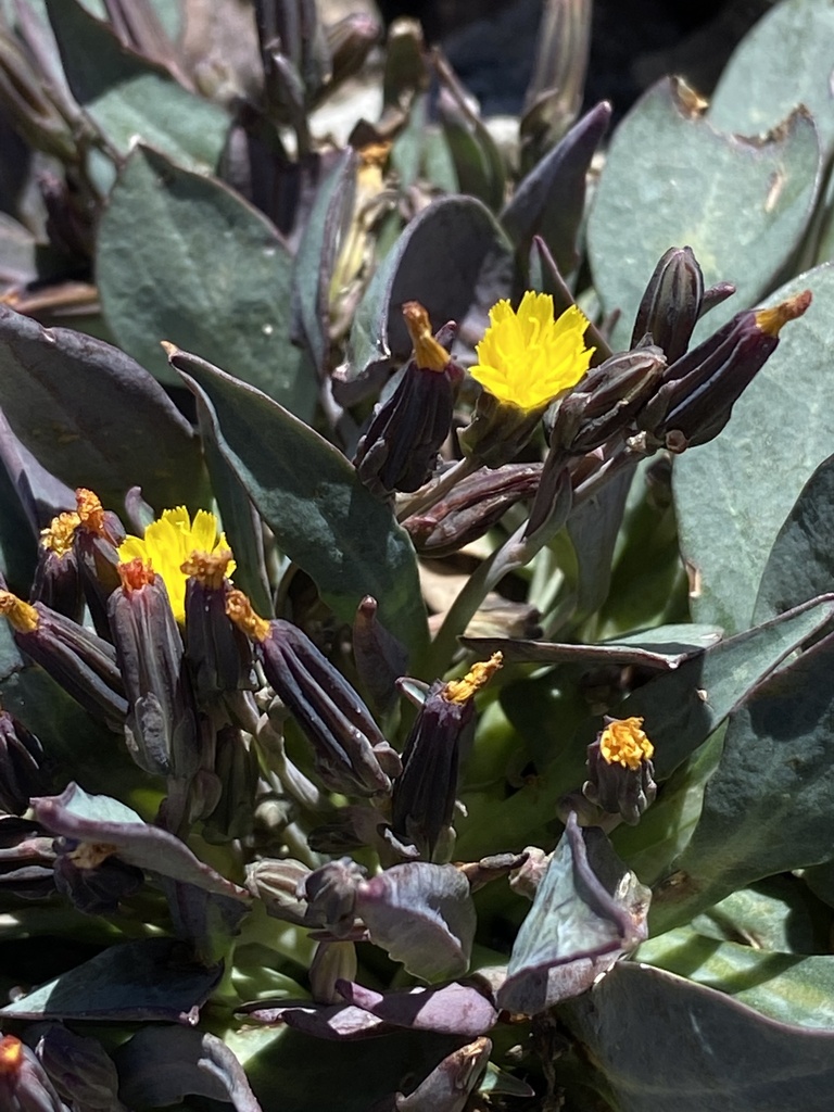Dwarf Alpine Hawk's-beard from MWTC Bridgeport, Bridgeport, CA, US on ...