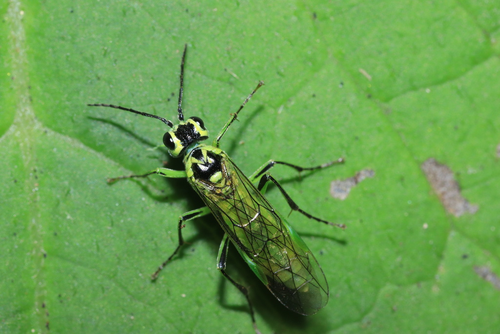 Dark Rhogogaster from Arcata Community Forest, Arcata, CA, US on August ...