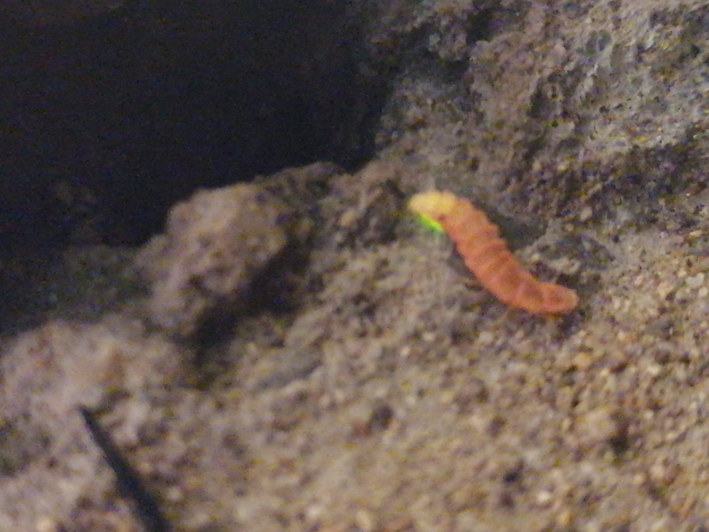 Microphotus from Unidad Académica, Instituto Tecnológico de Culiacan ...