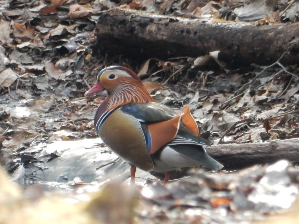 Mandarin Duck from Nagakura, Karuizawa, Kitasaku District, Nagano 389 ...
