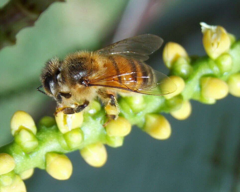 Ligurian Honey Bee from La Tontouta Airport, Sud, Nouvelle-Calédonie on ...