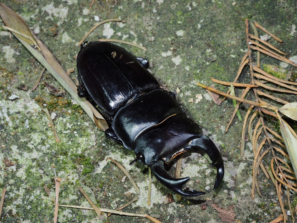Dorcus hopei hopei from Hangzhou, CN-ZJ, CN on August 20, 2022 at 08:04 ...