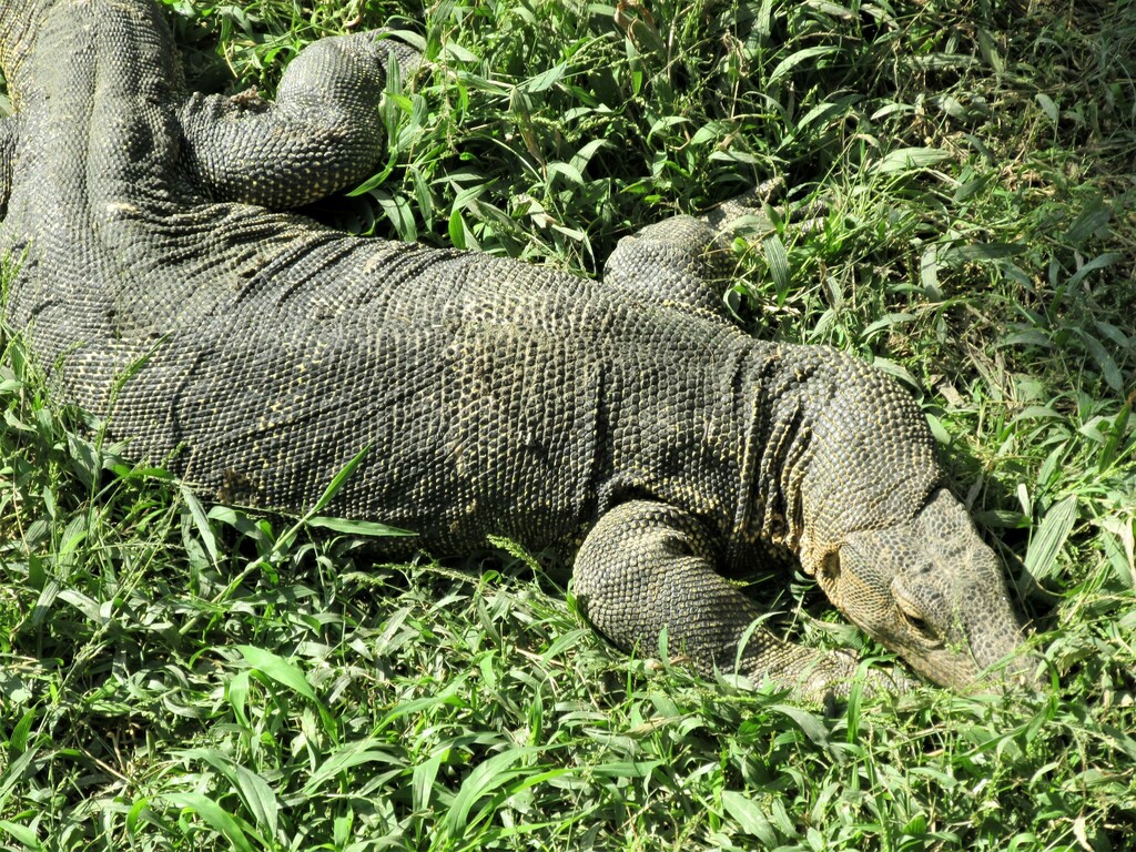 Common Water Monitor from Bagmari, West Bengal 721129, India on January ...