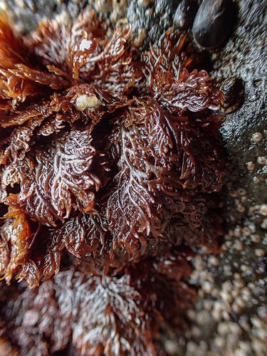 Plocamium violaceum · NaturaLista Colombia