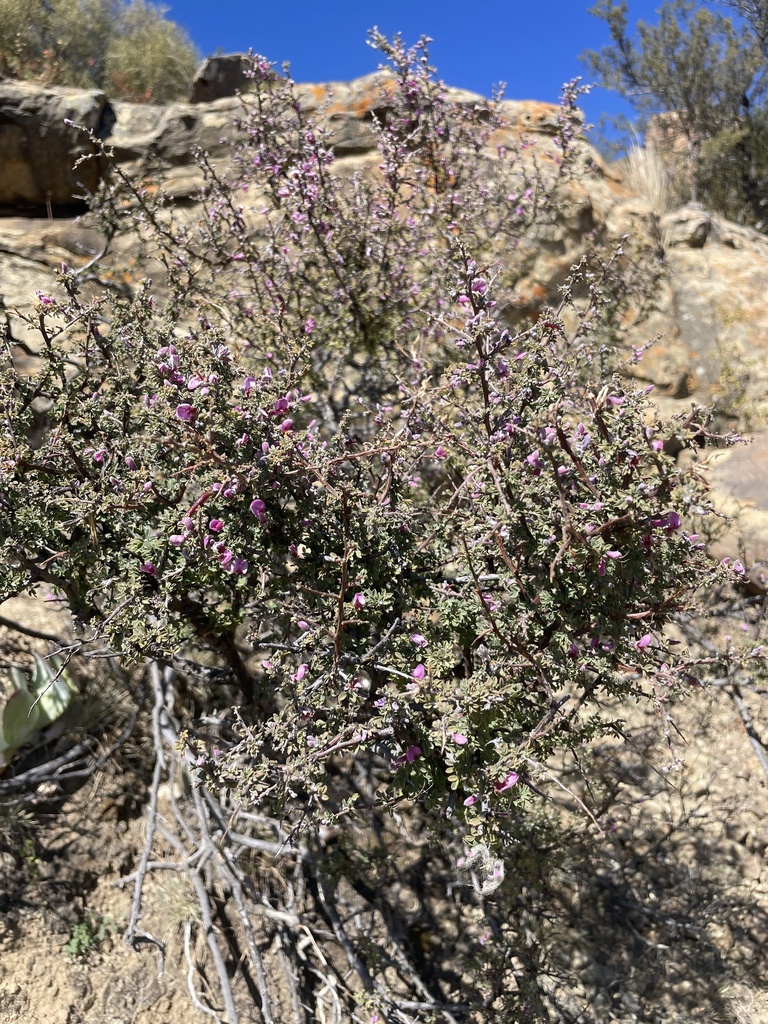 Indigofera basotha MS from Maseru, Maseru, LS on August 21, 2022 at 10: ...