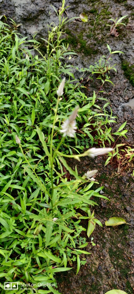 Quail Grass from Mumbai, Maharashtra 400101, India on August 20, 2022 ...