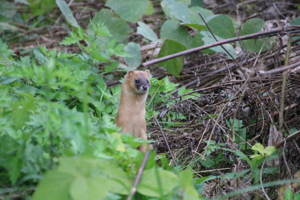 Far Eastern Weasel from Mizuhocho, Moriyama, Shiga 524-0102, Japão on ...