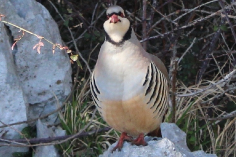 Rock Partridges in March 2017 by Enrico Ferrari · iNaturalist