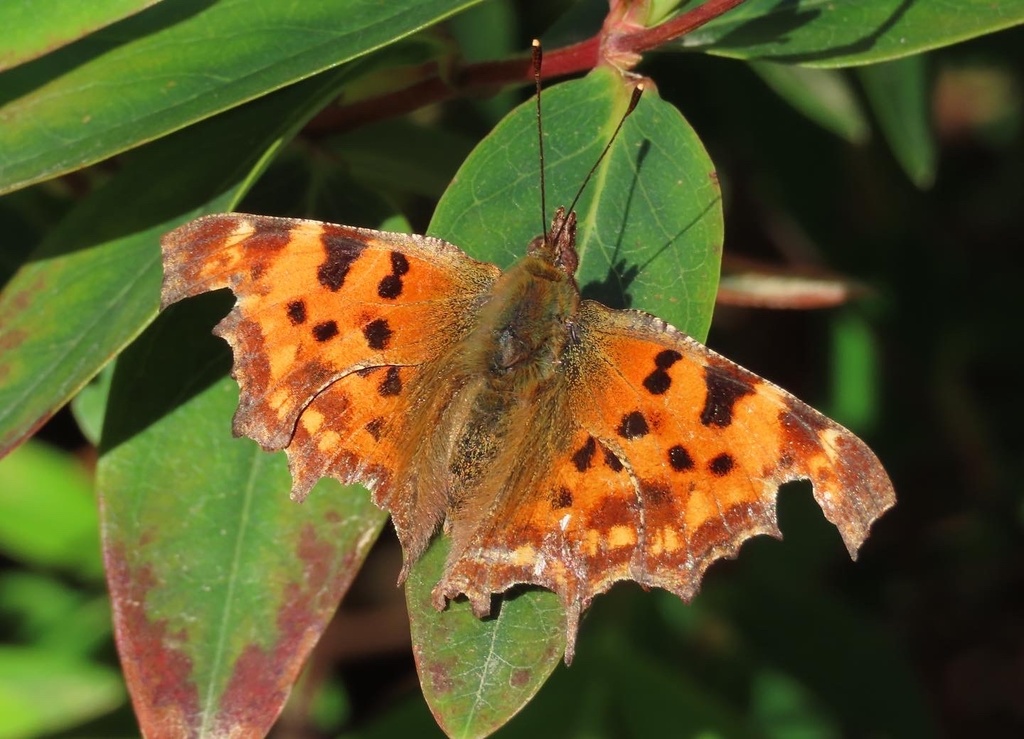 European Comma from Kensington Gardens, London, England, GB on March 18, 2022 at 02:36 PM by ...