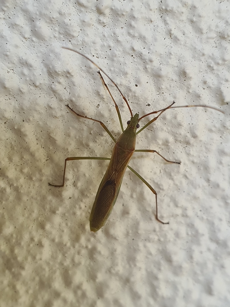 Broad-headed Bugs from Mabayo, Morong, Bataan, Philippines on August 16 ...