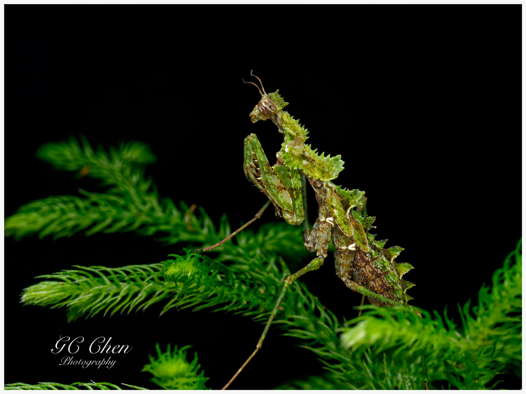 Haania from Penang Hill, 11500 Bukit Bendera, Penang, Malaysia on ...
