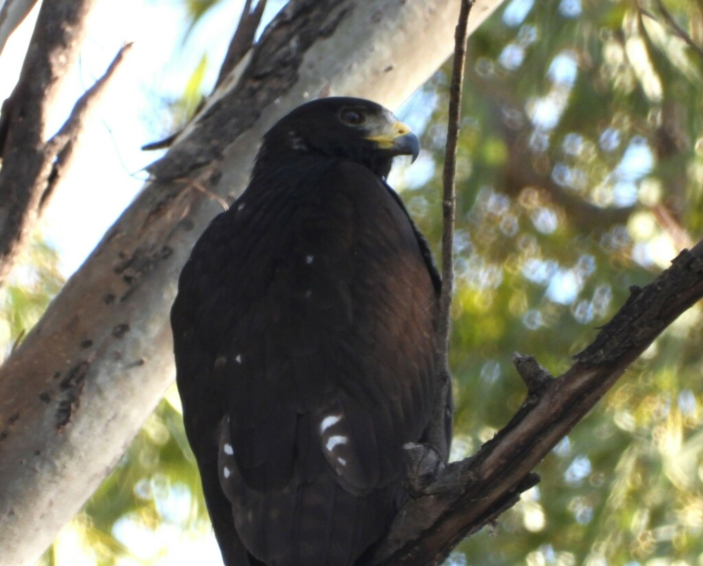 Zone-tailed Hawk from León, Gto., México on February 15, 2022 at 05:52 ...