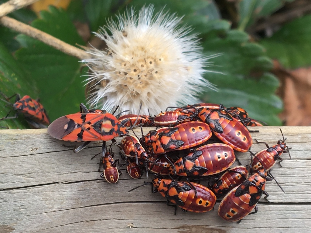 Spilostethus pandurus from D 442, Bricqueville-sur-Mer, Normandie, FR ...