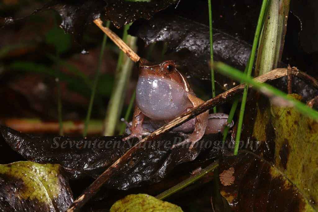 Concave-crowned Horned Toad from 中国云南省西双版纳傣族自治州勐腊县 on August 11, 2022 ...
