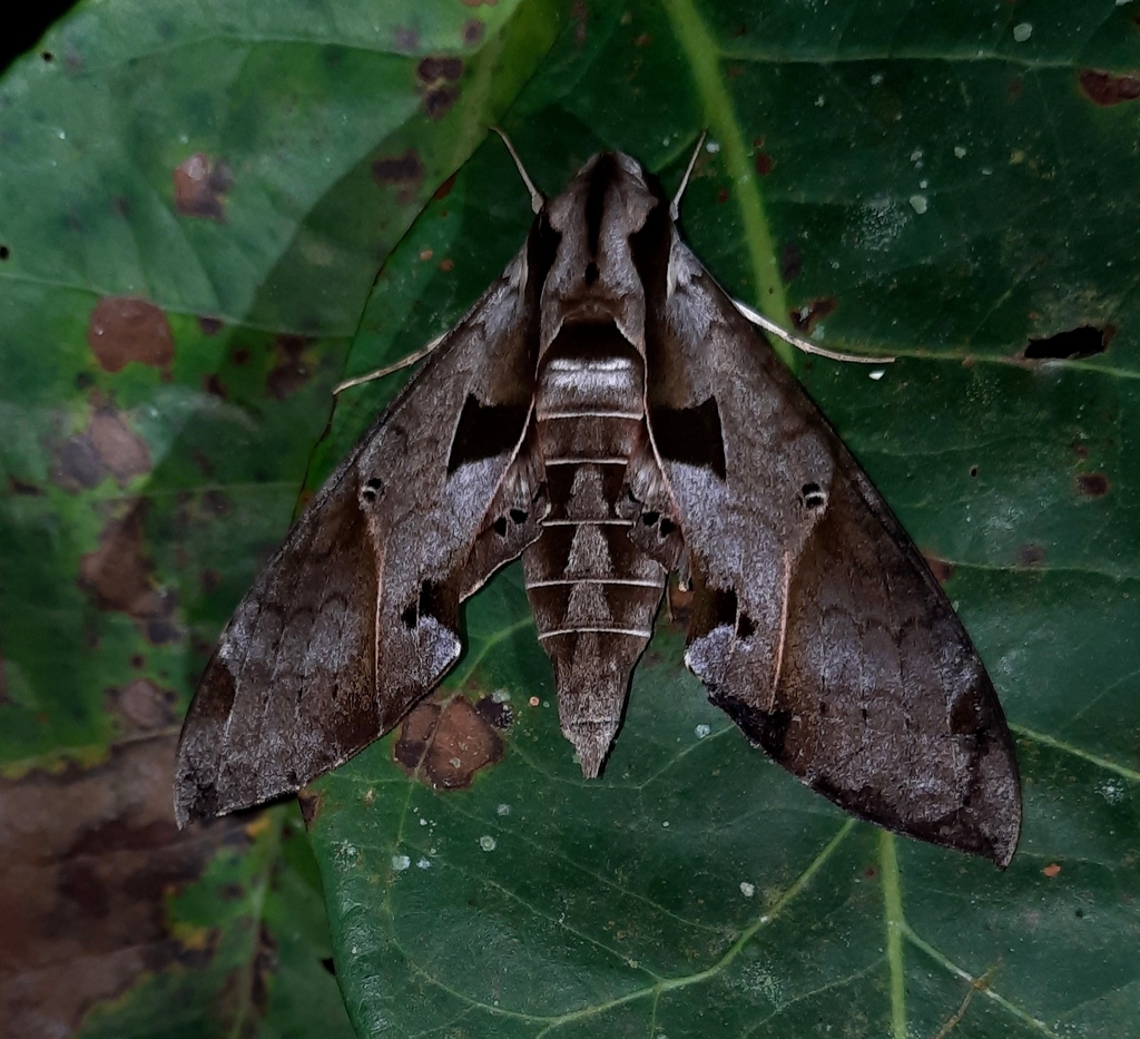 Satellite Sphinx from Essequibo Islands-West Demerara, Guyana on August ...