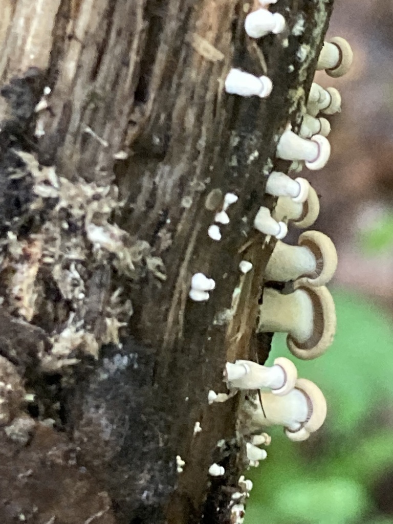 Luminescent Panellus from Nesbit Park, Bartlett, TN, US on August 21 ...