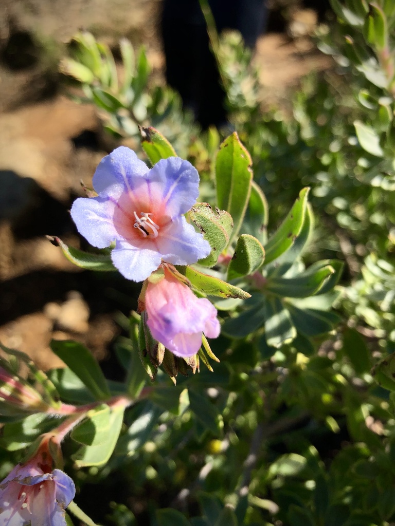 Eightday Healthbush from Paarl Mountain Nature Reserve, Paarl, WC, ZA ...