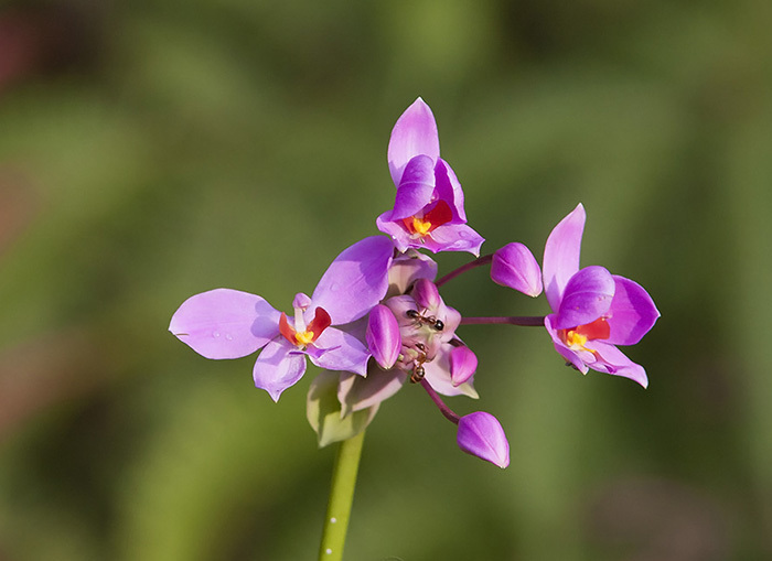 Spathoglottis from Akeara, South Jailolo, West Halmahera Regency, North ...