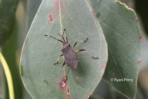 Genus Gelonus · iNaturalist