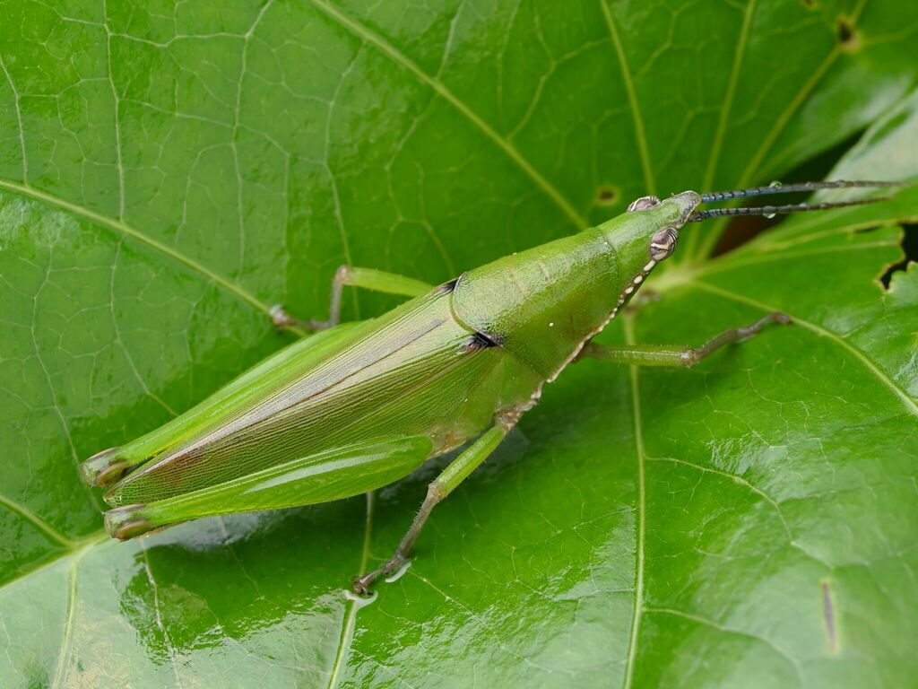 Tagasta indica from 中国云南省西双版纳傣族自治州勐腊县 on August 21, 2022 at 09:04 PM by ...