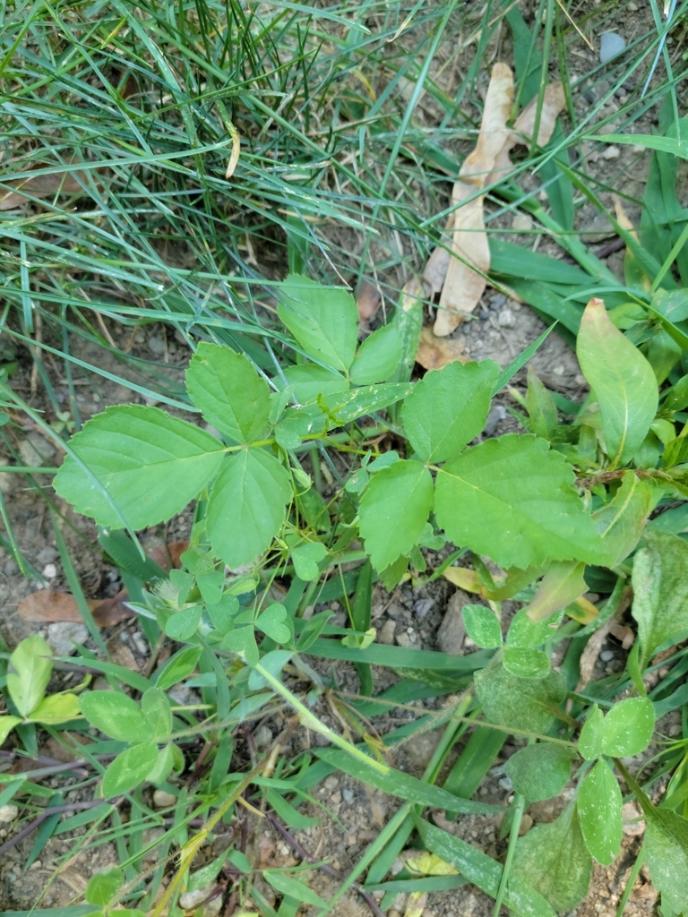 Common Dewberry from South Attleboro, MA 02703, USA on August 21, 2022 ...