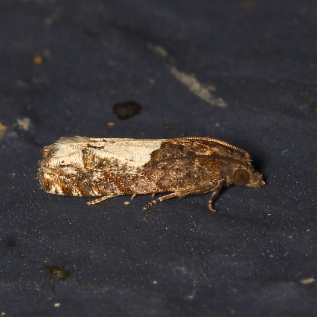 Aster Eucosma Moth from 160 Jackson Mill Rd, Weston, WV 26452, USA on ...