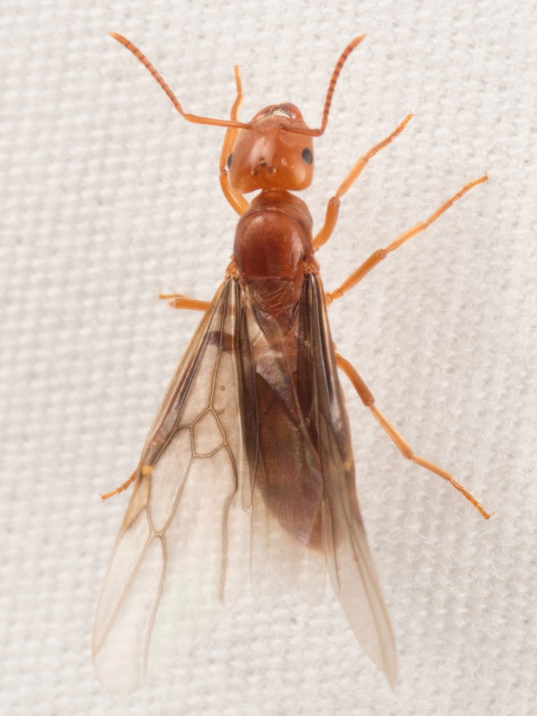 Lasius subumbratus from San Miguel County, NM, USA on July 21, 2022 at 08:43 PM by John ...