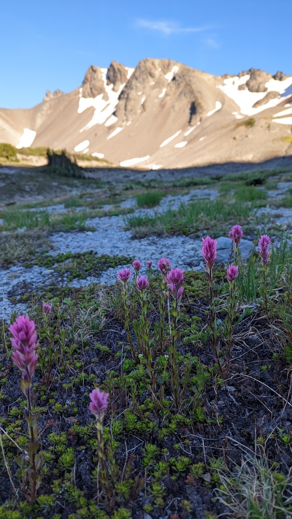 Olympic Indian paintbrush from Jefferson County, WA, USA on August 6 ...