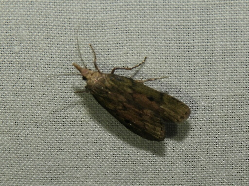 Bee Moth from Charing, UK on August 20, 2022 at 10:07 PM by Cally P ...