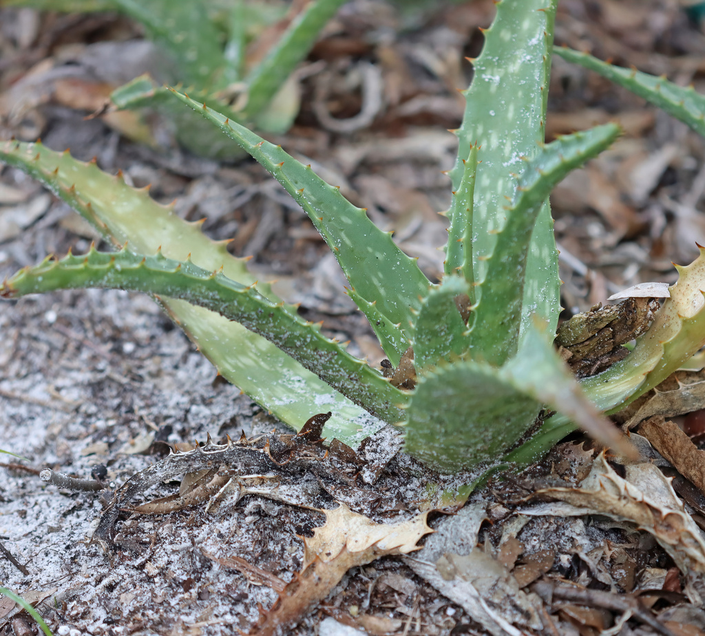 soap aloe from Wekiwa Springs, FL 32779, USA on August 21, 2022 at 02: ...
